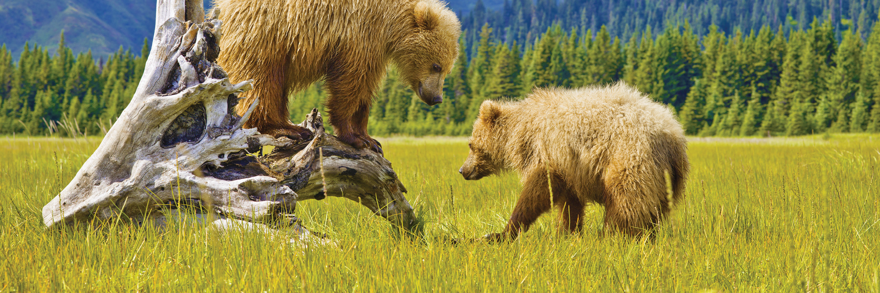 Vacationing in Alaska - Cosmos® Trips to Alaska