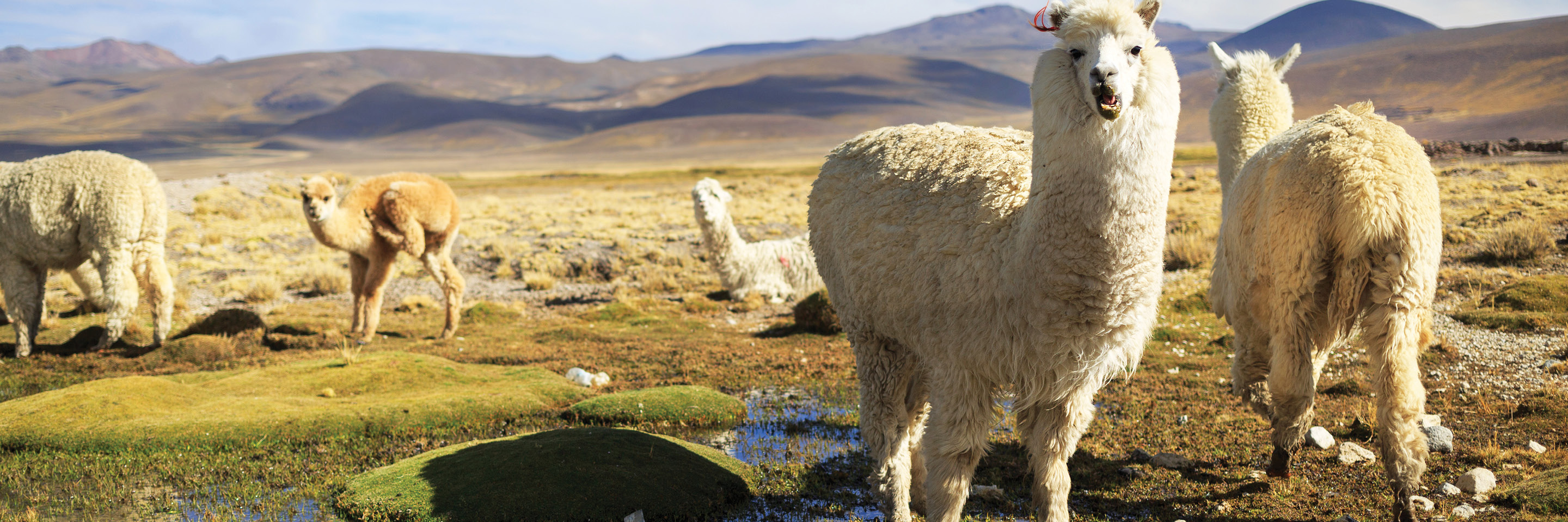 Mysteries of the Inca Empire with Arequipa & Colca Canyon - Cosmos® Peru