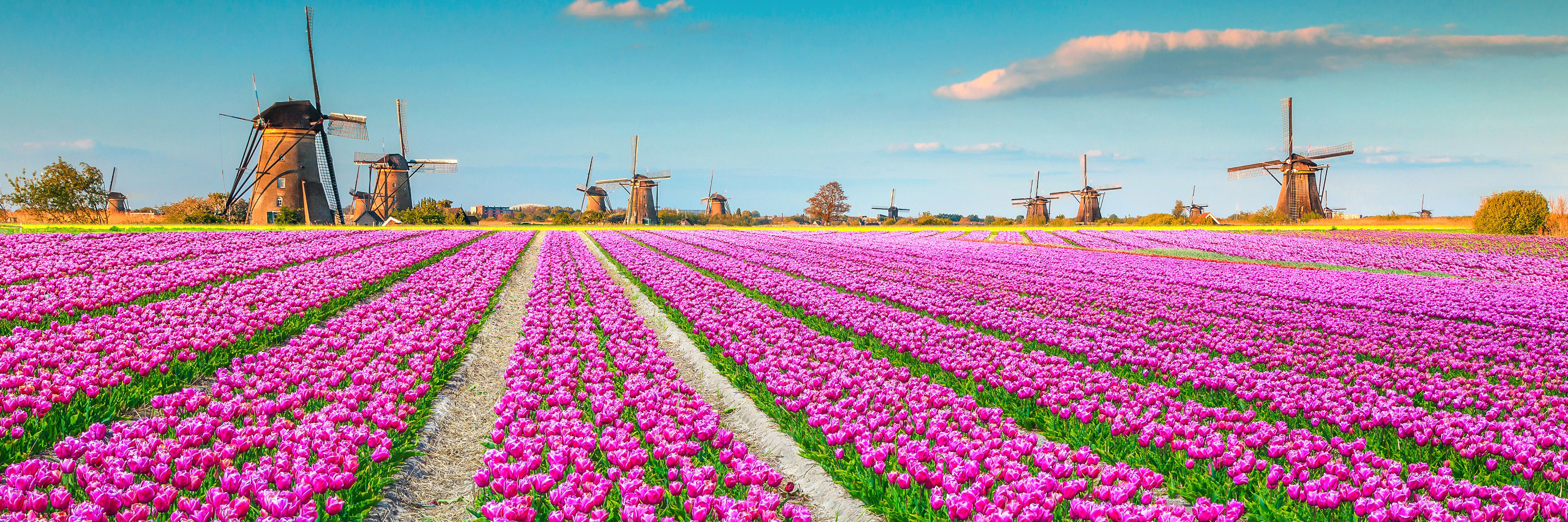 2021 Belgium & Holland Tulip River Cruise | Avalon Waterways®