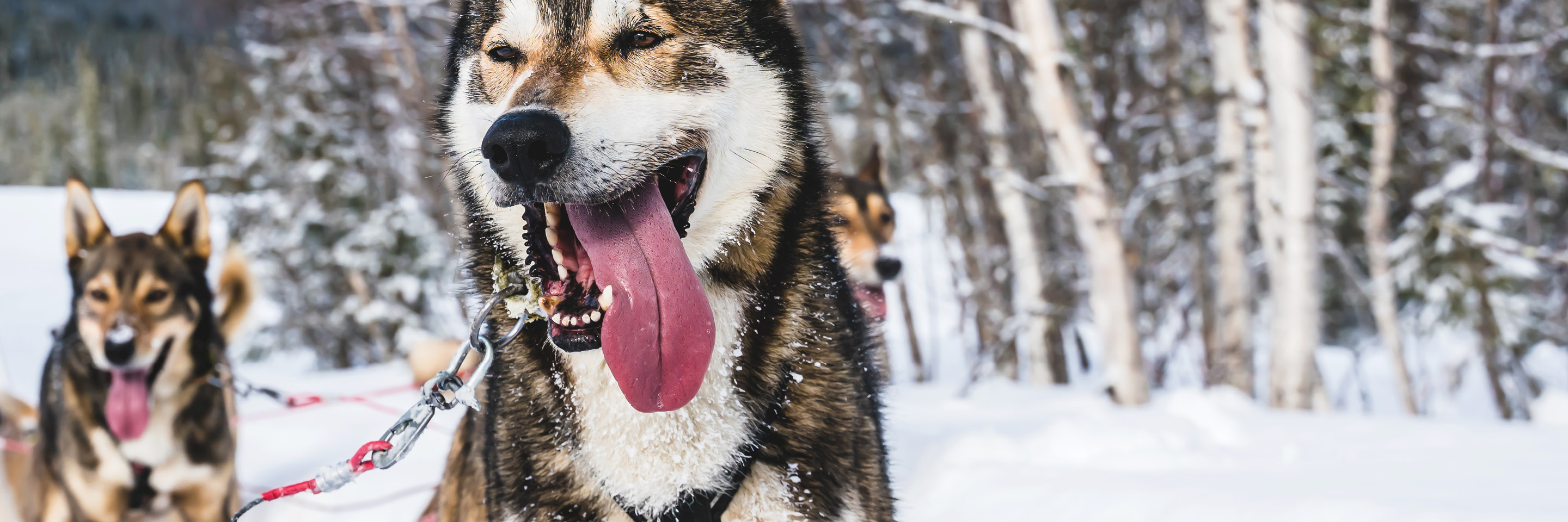 Alaskan Trips - Globus® Alaska Iditarod