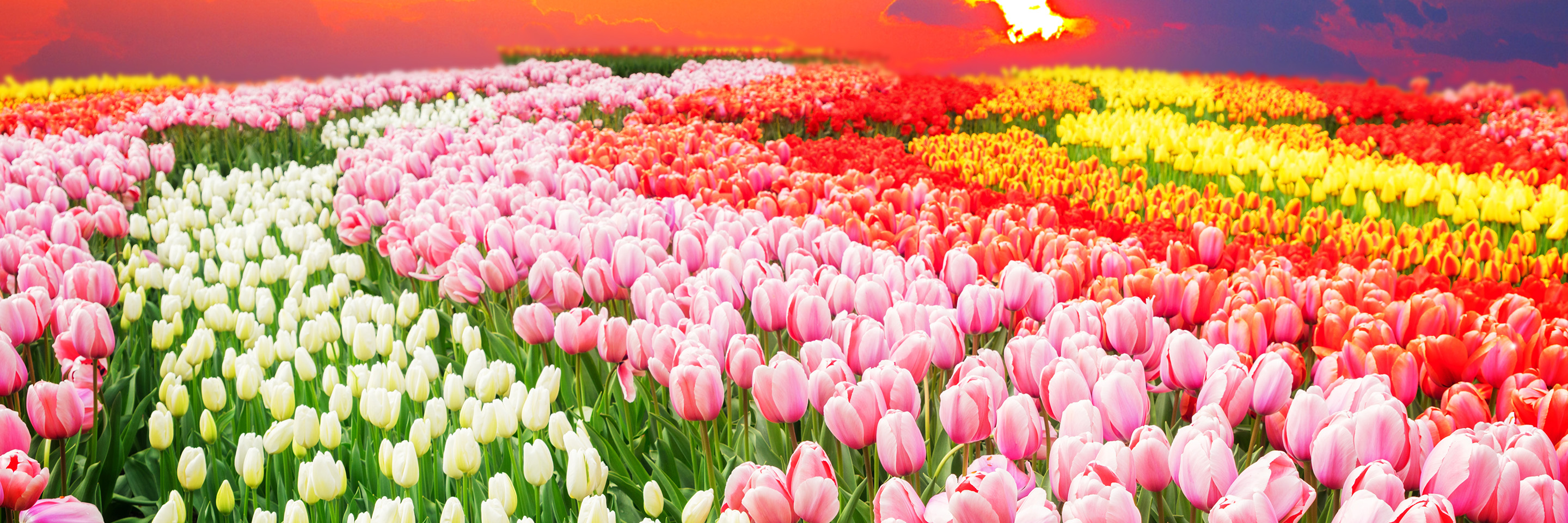 2021 Belgium & Holland Tulip River Cruise | Avalon Waterways®