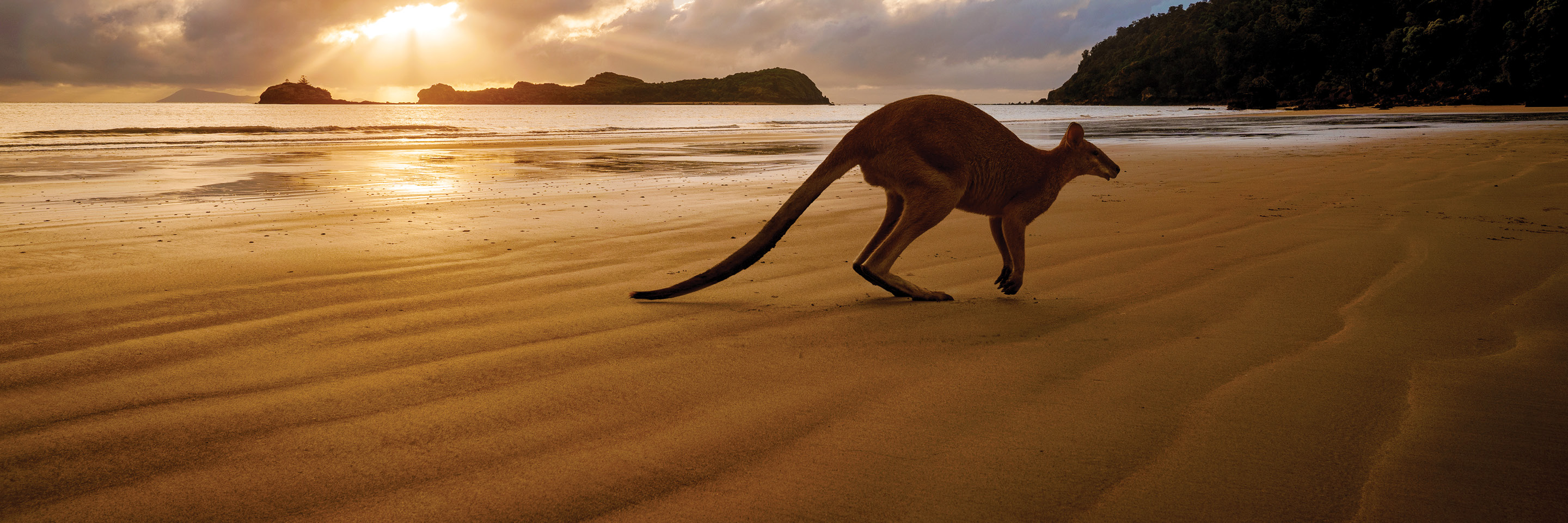 Australia Safari Tour Packages for Wildlife Enthusiasts